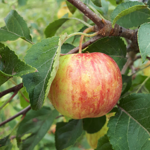 Crabapple - Chestnut - Beautiful Field Farm and Fruit Trees