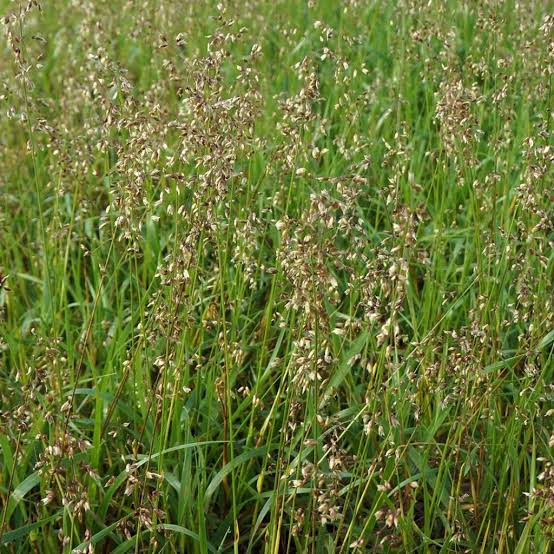 Sweetgrass - Beautiful Field Farm and Fruit Trees