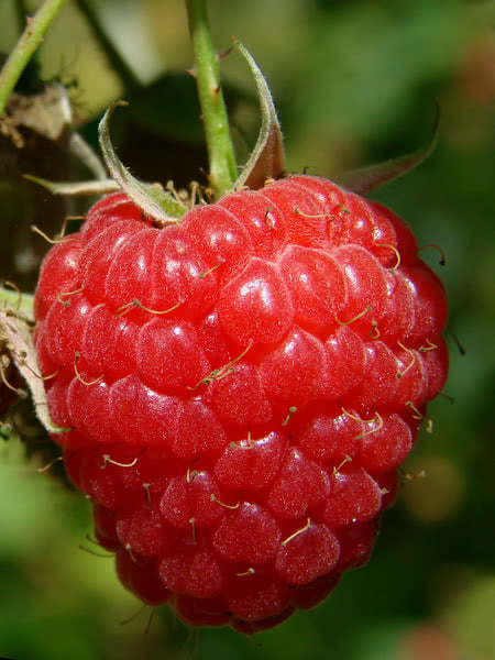 Raspberry - Souris - Beautiful Field Farm and Fruit Trees