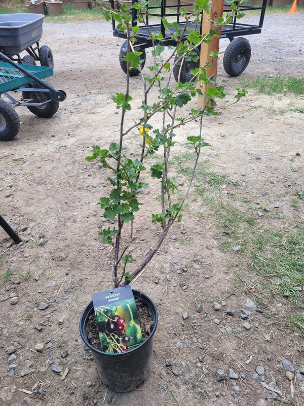 Native Cultivars Tagged "Jostaberry" - Beautiful Field Farm and Fruit Trees