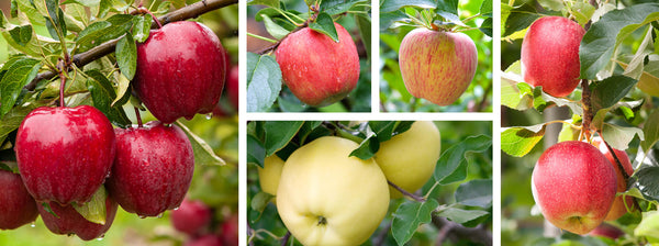 Apple Tree - Standard -Mulitple Combination tree - Beautiful Field Farm ...