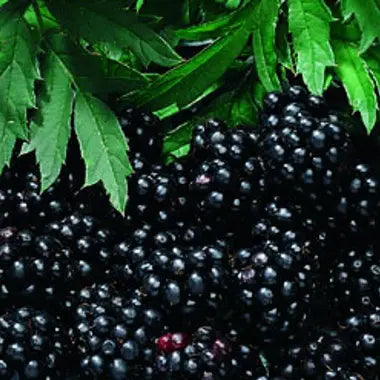 Blackberry - Chester Thornless - Beautiful Field Farm and Fruit Trees