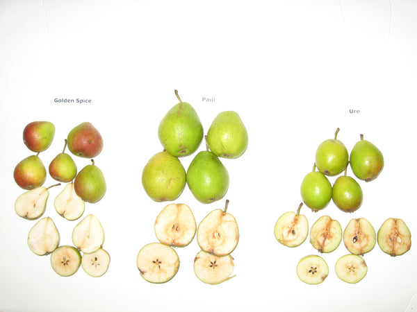 Pear Tree - Paul's - Beautiful Field Farm and Fruit Trees