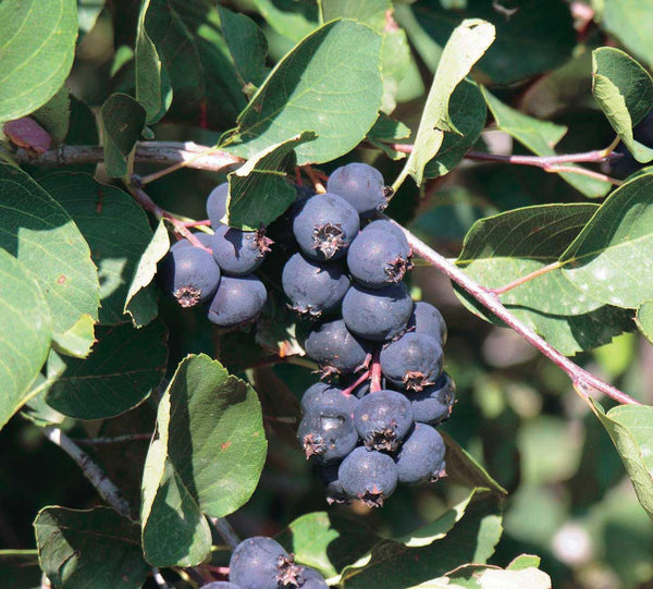 Saskatoon Berry Tree - Smokey - Beautiful Field Farm and Fruit Trees