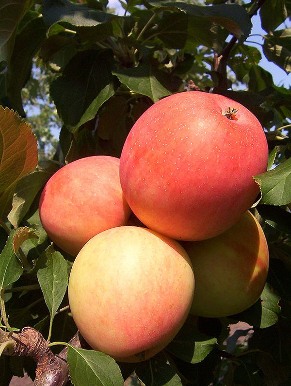 Apple Tree - Standard - Odyssey - Beautiful Field Farm and Fruit Trees