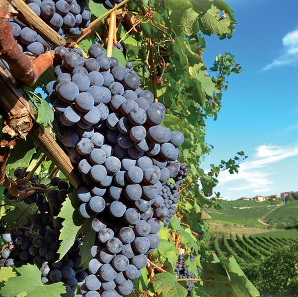 Grape Vine -Beta - Beautiful Field Farm and Fruit Trees