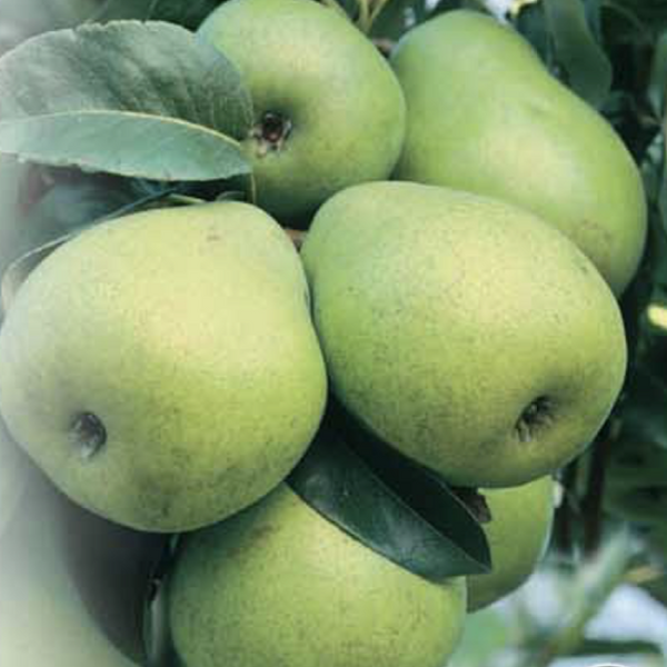 Pear Tree - Paul's - Beautiful Field Farm and Fruit Trees