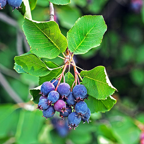 Tree Fruit Tagged "Saskatoon Berry" - Beautiful Field Farm and Fruit Trees