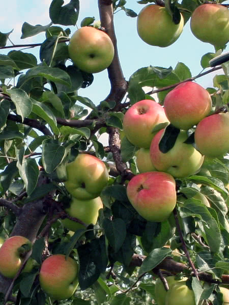 Apple Tree - Standard - Prairie Sensation - Beautiful Field Farm and ...