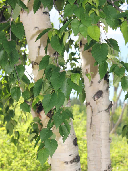 Birch - Paper - Beautiful Field Farm and Fruit Trees