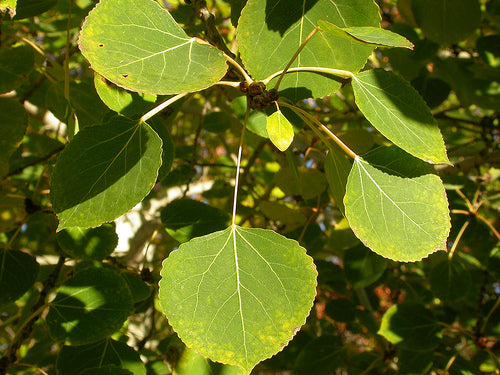 Trembling Aspen Tree - Beautiful Field Farm and Fruit Trees