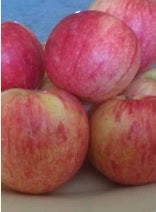 Apple Tree - Standard - Dexter Jackson - Beautiful Field Farm and Fruit ...