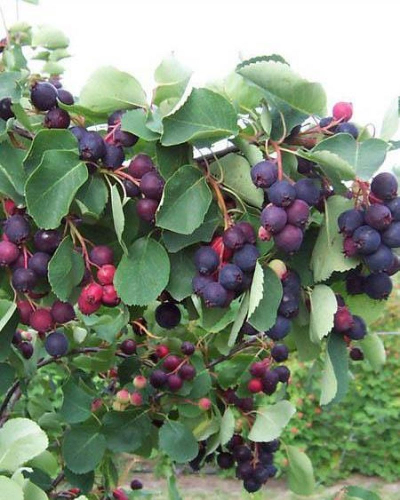 Saskatoon Berry Tree - Northline - Beautiful Field Farm and Fruit Trees