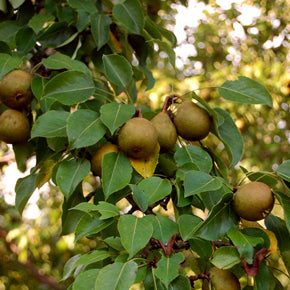 Pear Tree - Ure - Beautiful Field Farm and Fruit Trees